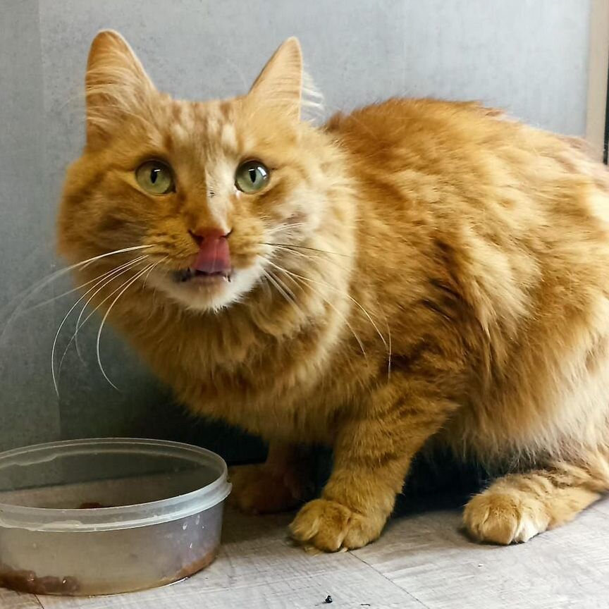 Рыжий котик в добрые руки