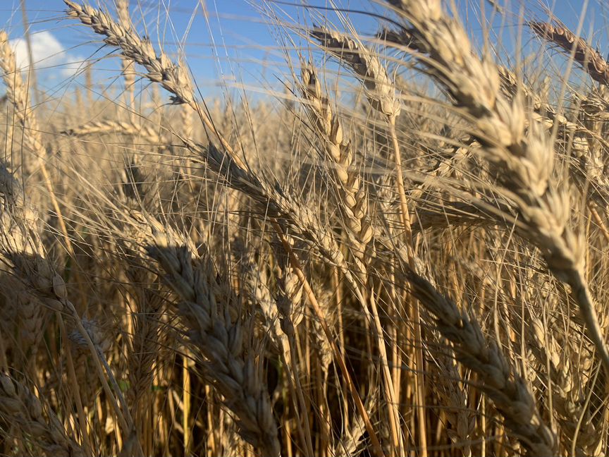 Пшеница с ндс