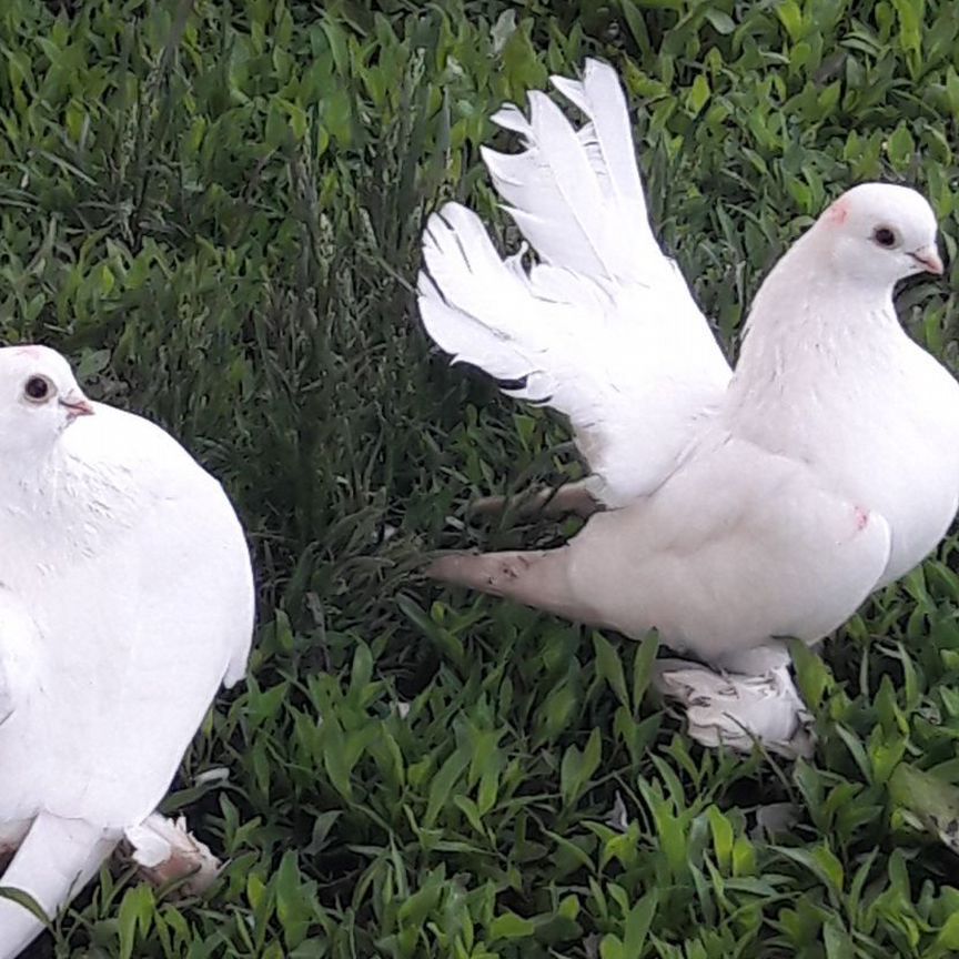Голуби "Статные"