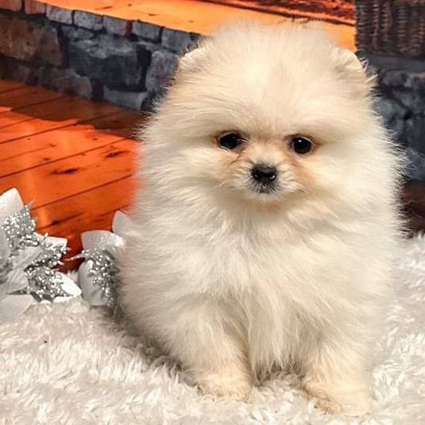 Померанский шпиц, щенок