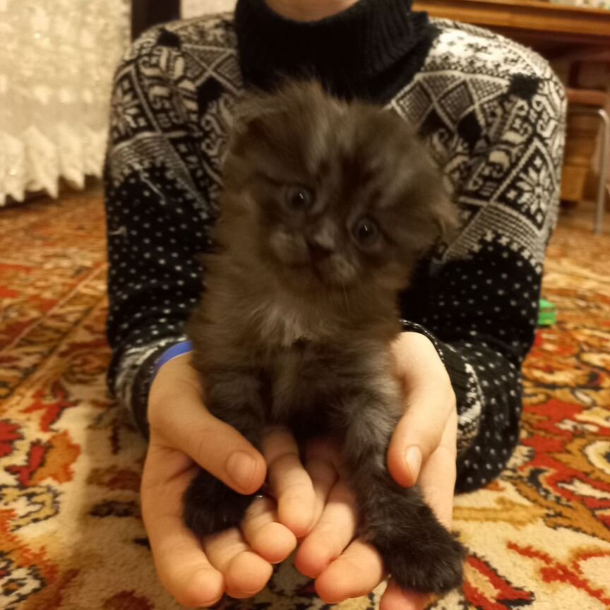 Котята в добрые руки бесплатно