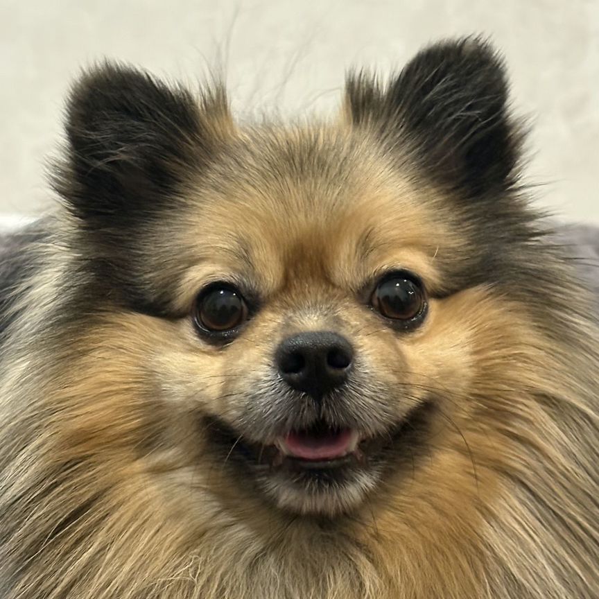 Померанский шпиц