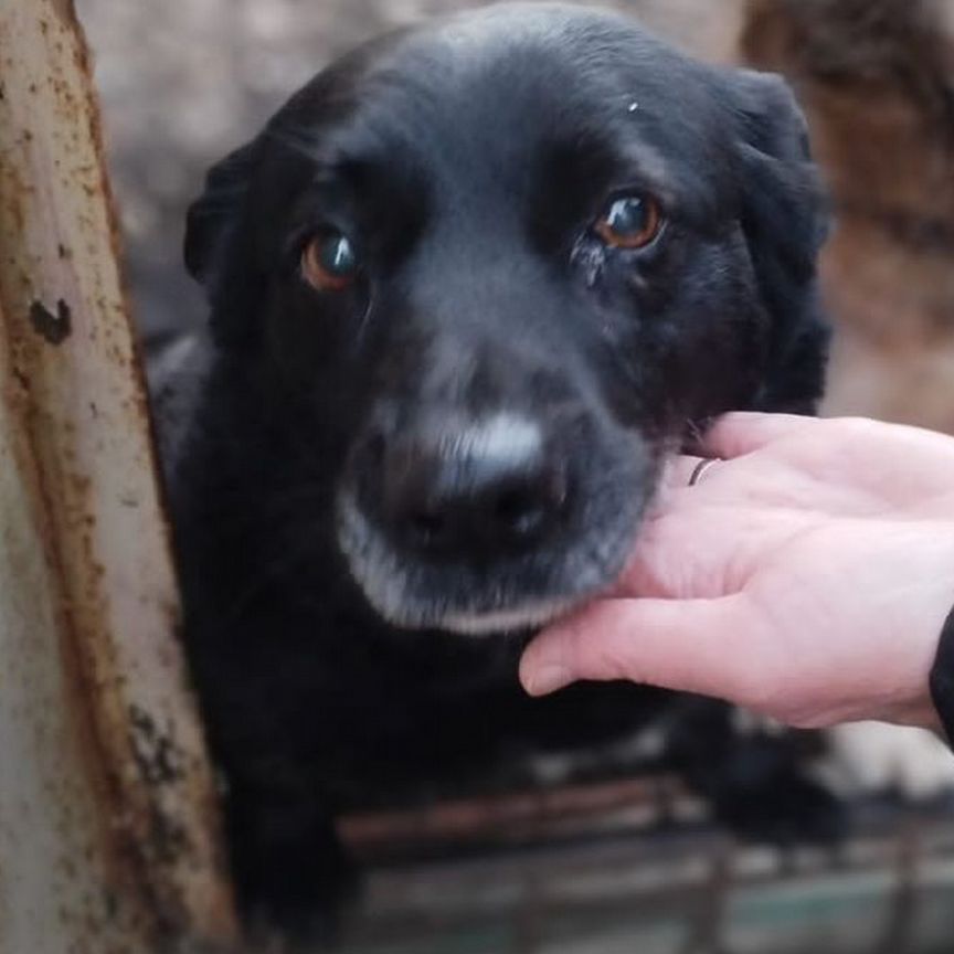 2 стерилизованные собаки