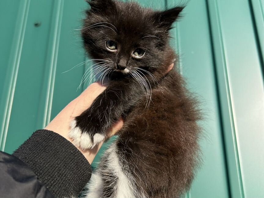 Котёнок