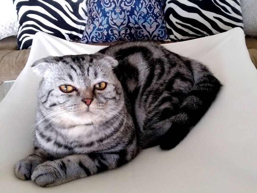 Шотландский кот вязка