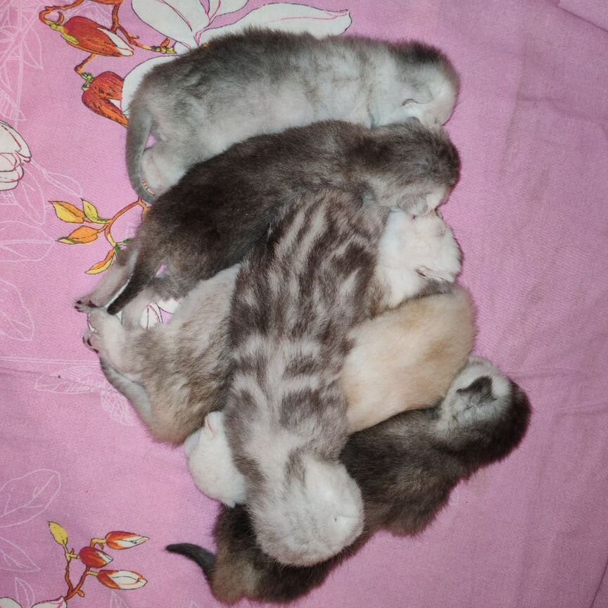 Шотландский прямоухий короткошёрстный котёнок