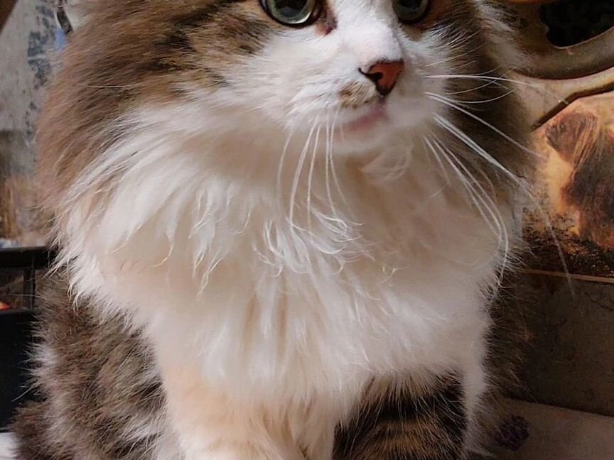 Добрый и ласковый пушистик Барсюша