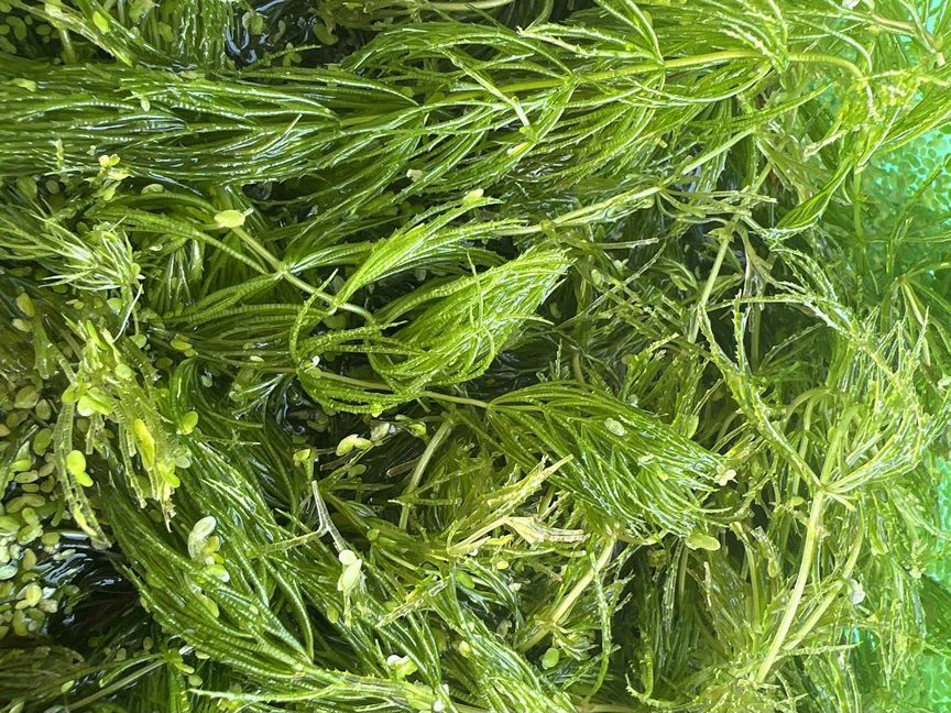 Роголистник в аквариум,сомики