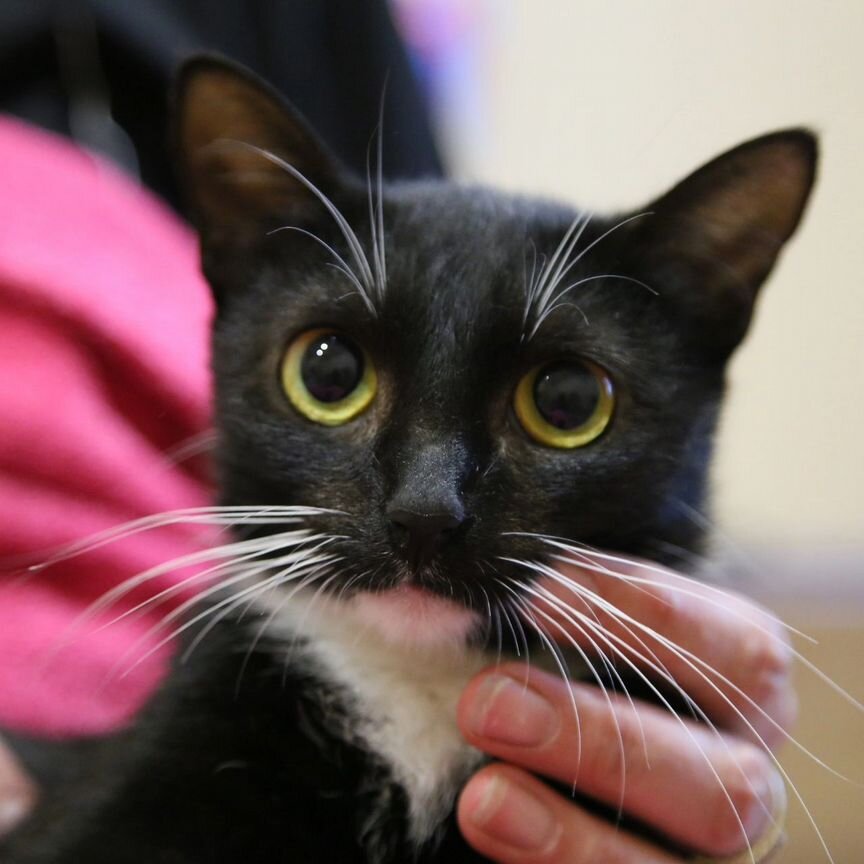 Кошечка в добрые руки