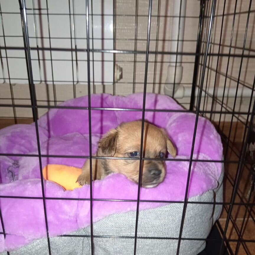 Домашние животные собаки маленькие