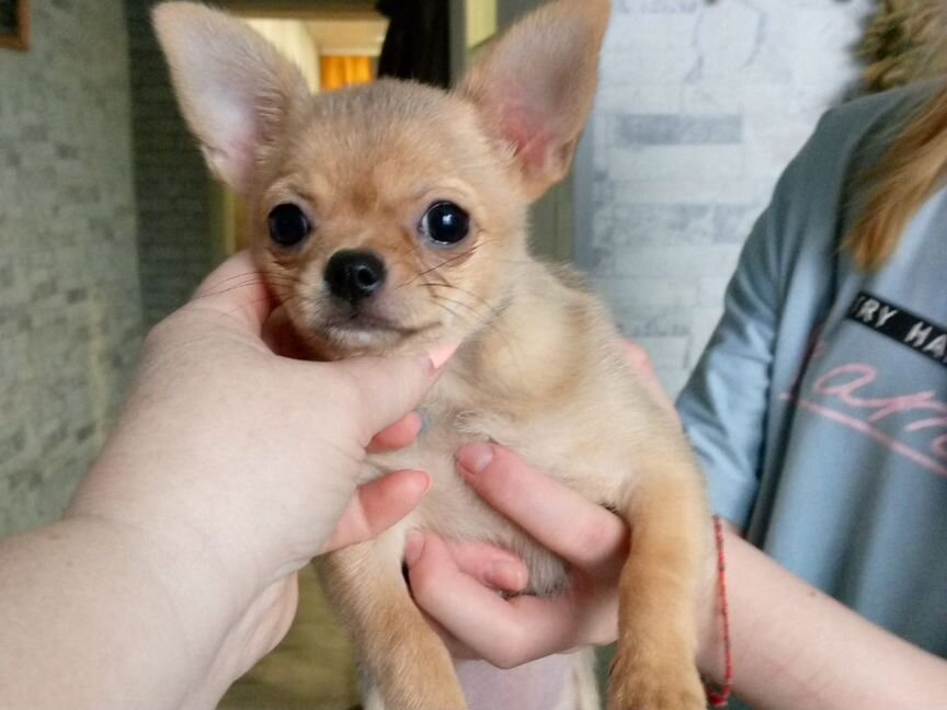 Чихуахуа