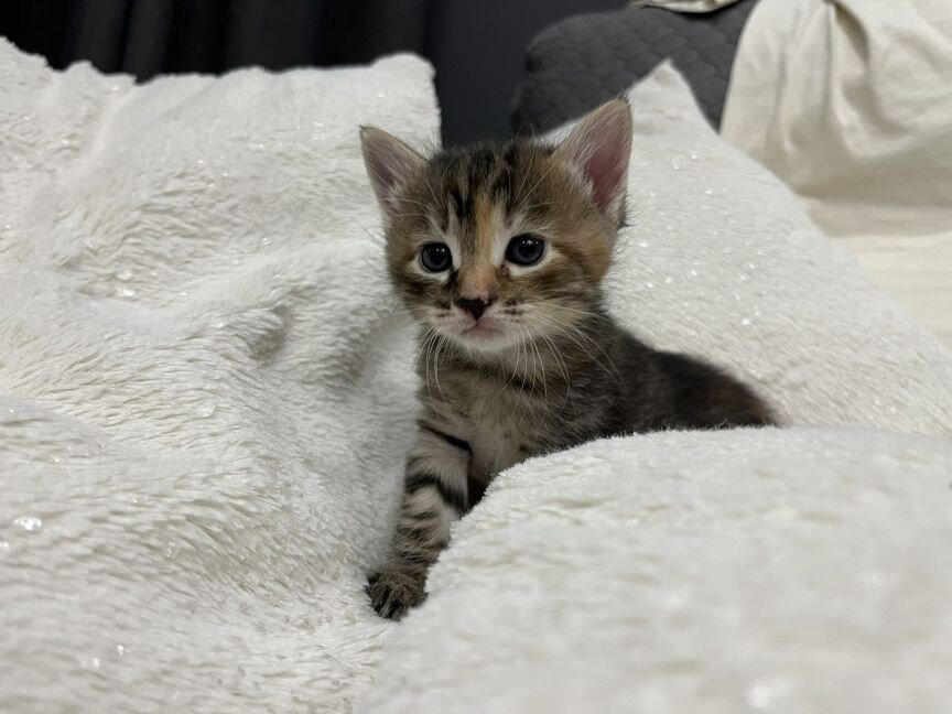 Котята в добрые руки бесплатно