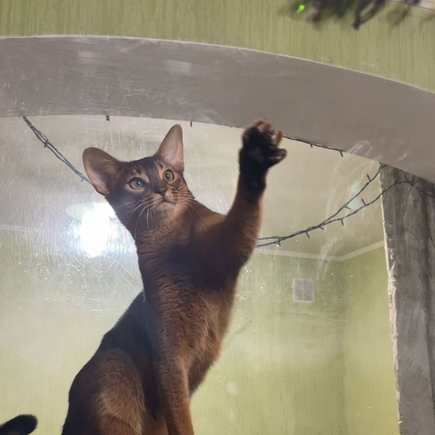 Абиссинские котята