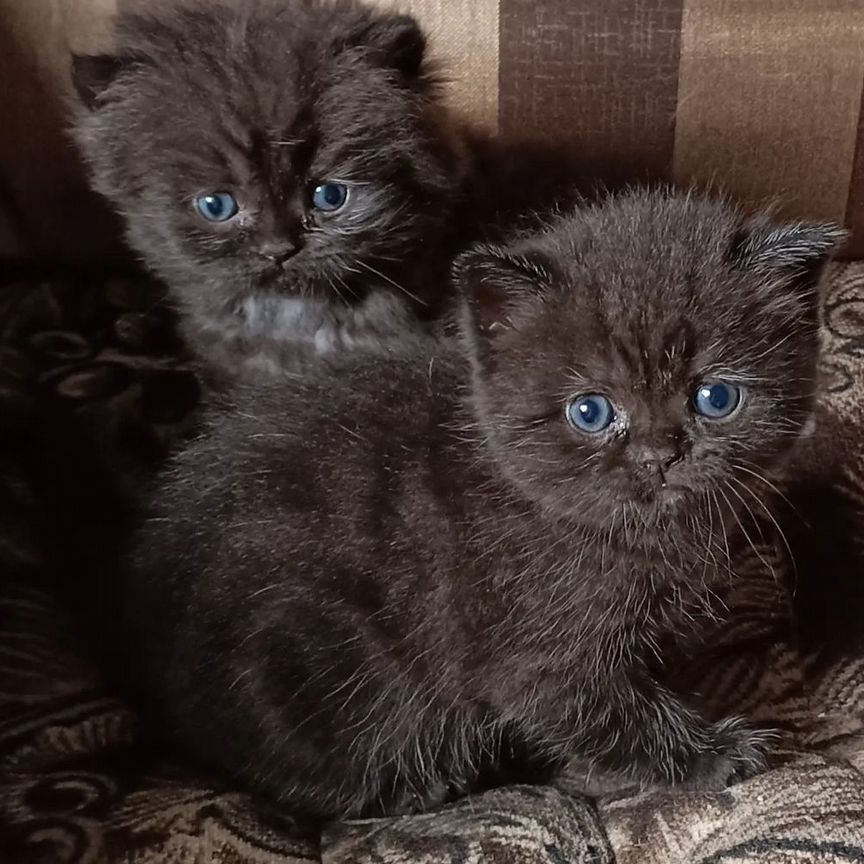 Шотландский прямоухий короткошёрстный котёнок