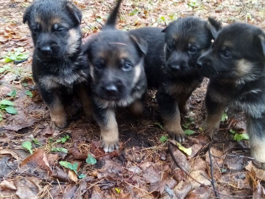 Щенки немецкой овчарки