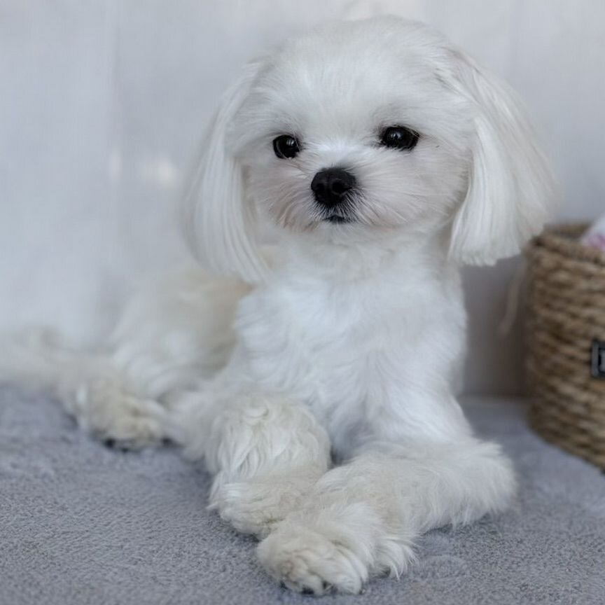 Мальтийская болонка, взрослый пёс