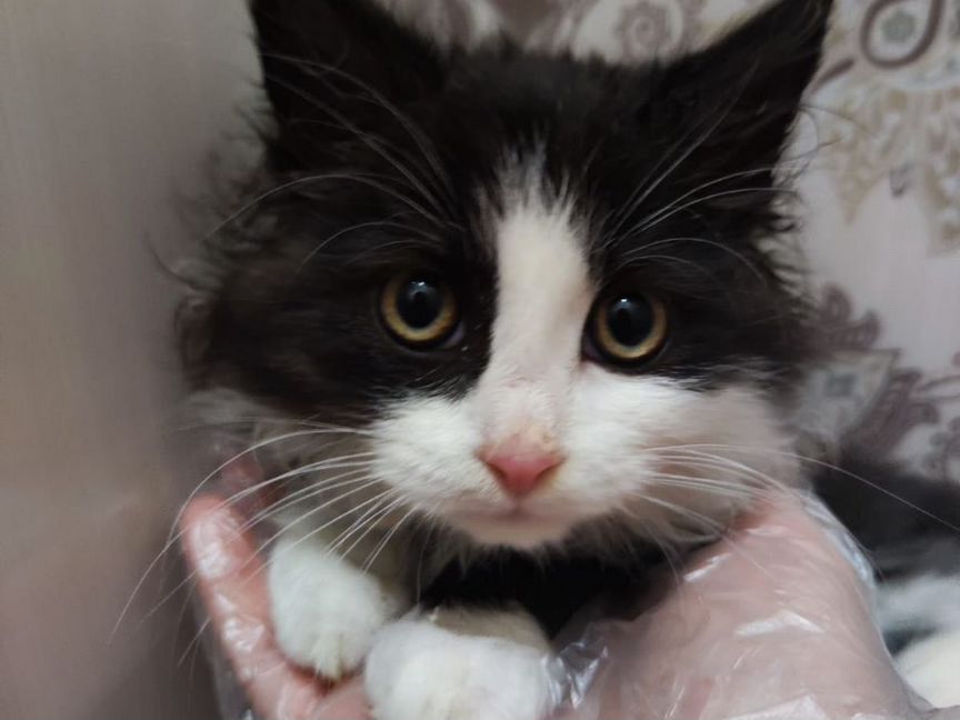 Котенок Хулигантий