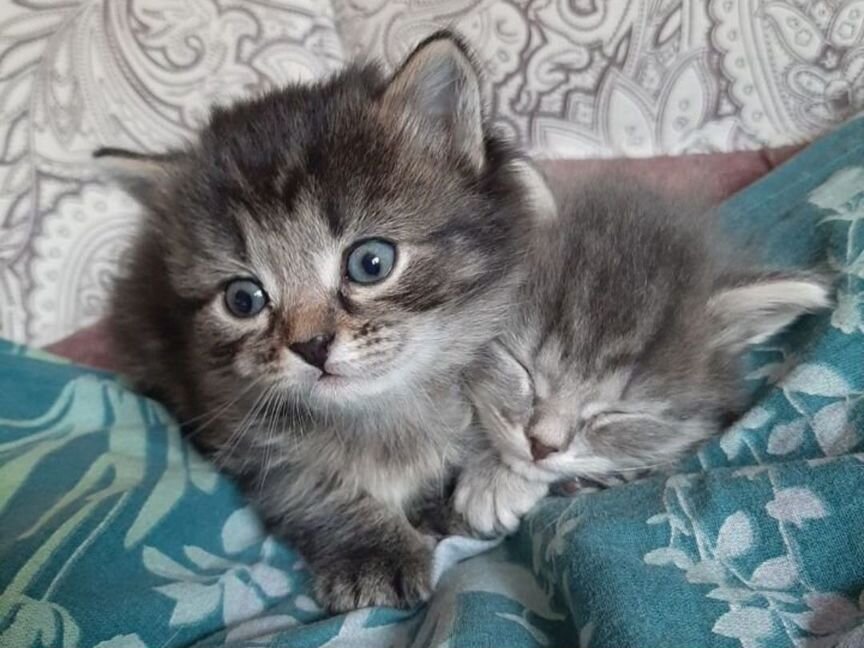 Сибирские котята