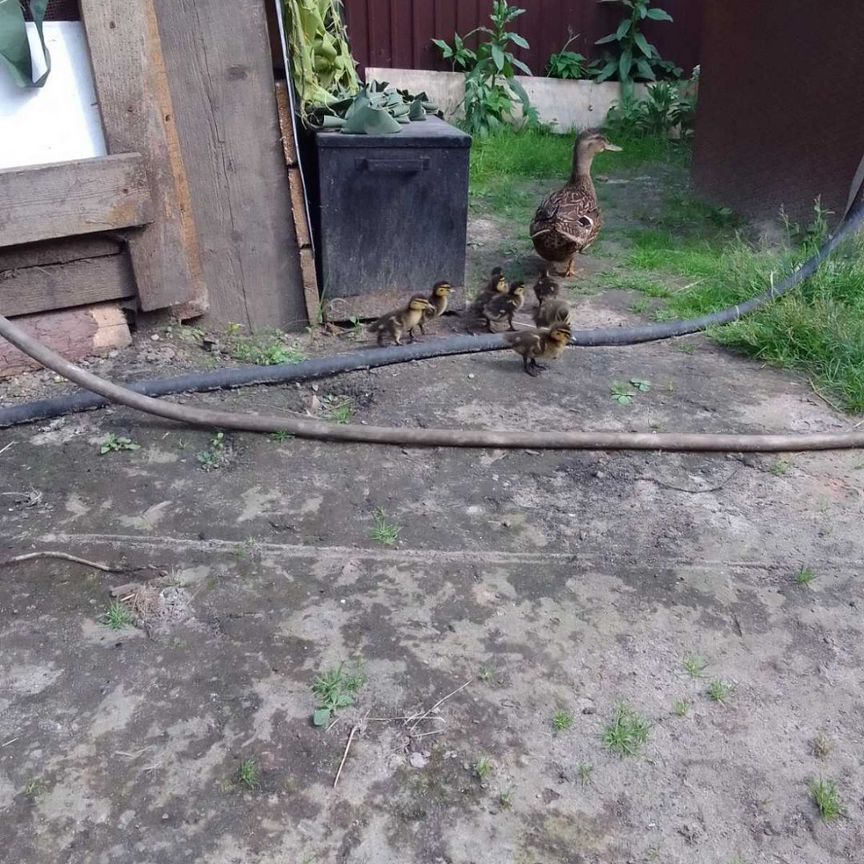 Утята от рабочих уток