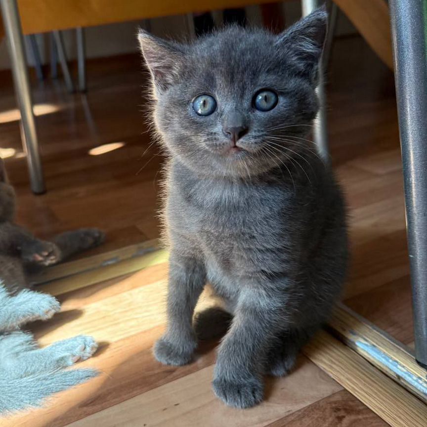 Котята в добрые руки мальчик и девочка