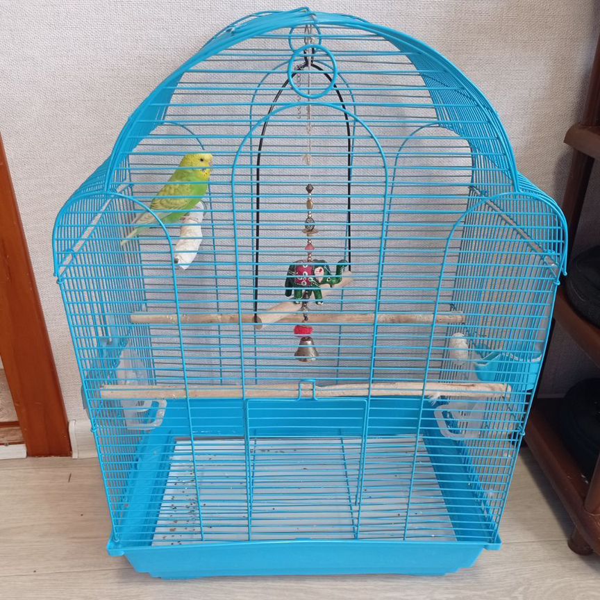 Попугай вместе с клеткой