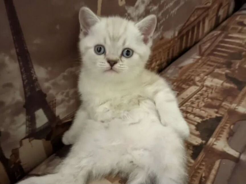 Шотландские котята