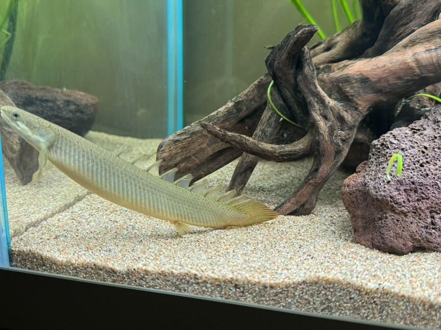 Полиптерус сенегальский