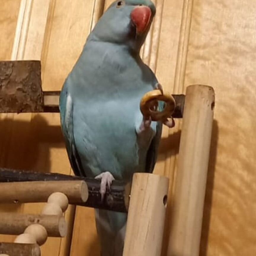 Ожереловый попугай птенцы