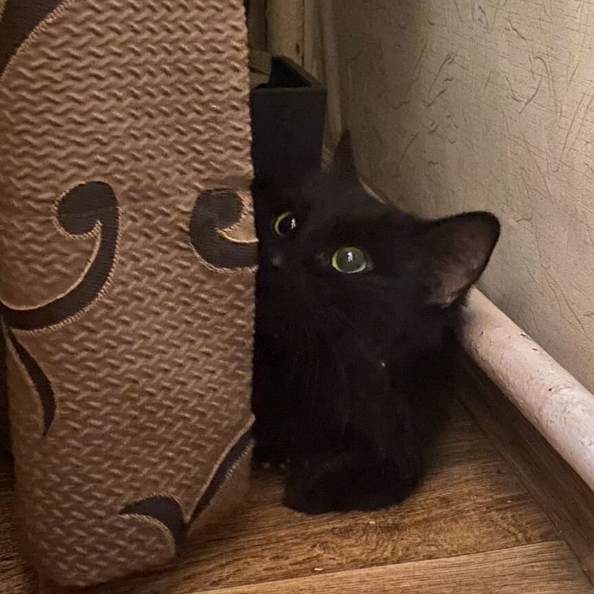 Кот метис в дар