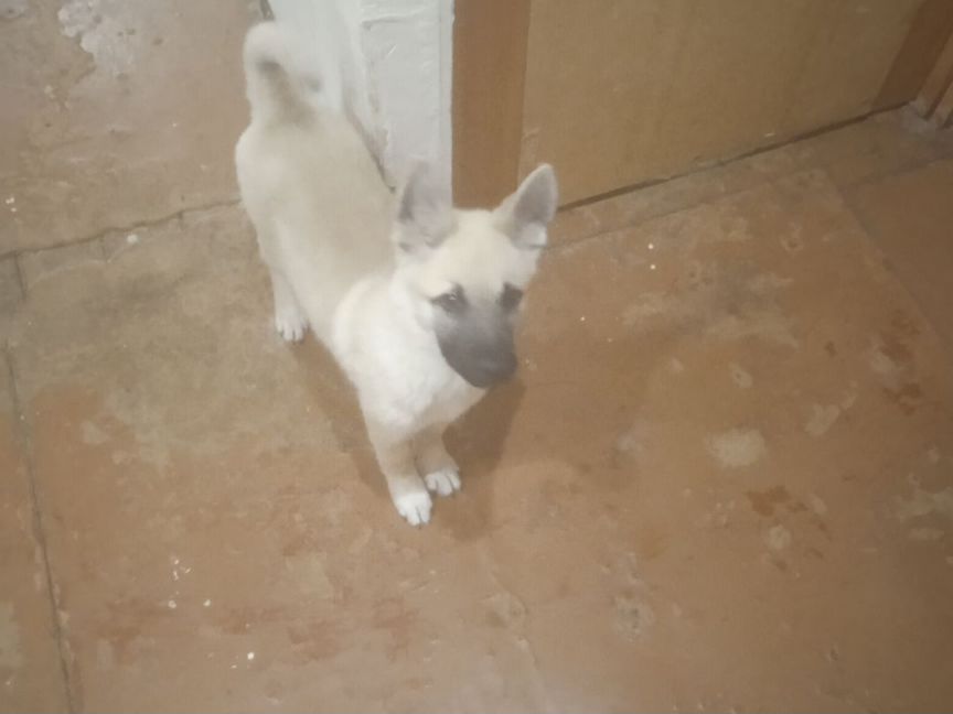 Лайка помесь