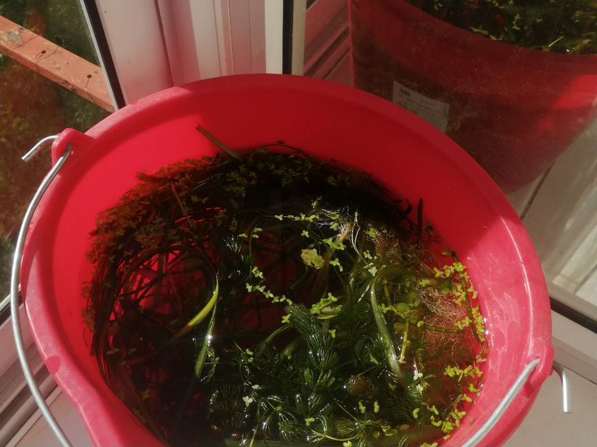 Аквариумные растения