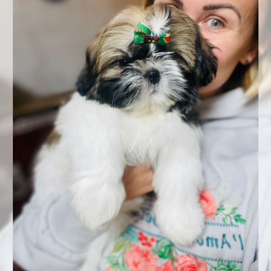 Ши-тцу, щенок