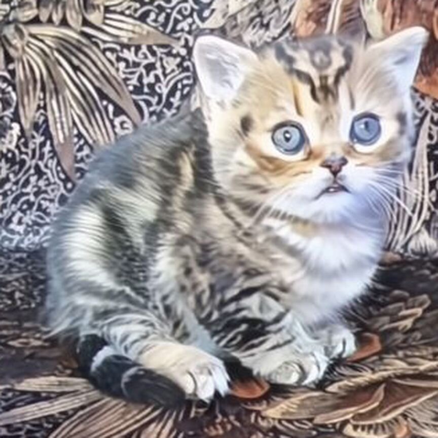 Шотландский вислоухий короткошёрстный котёнок