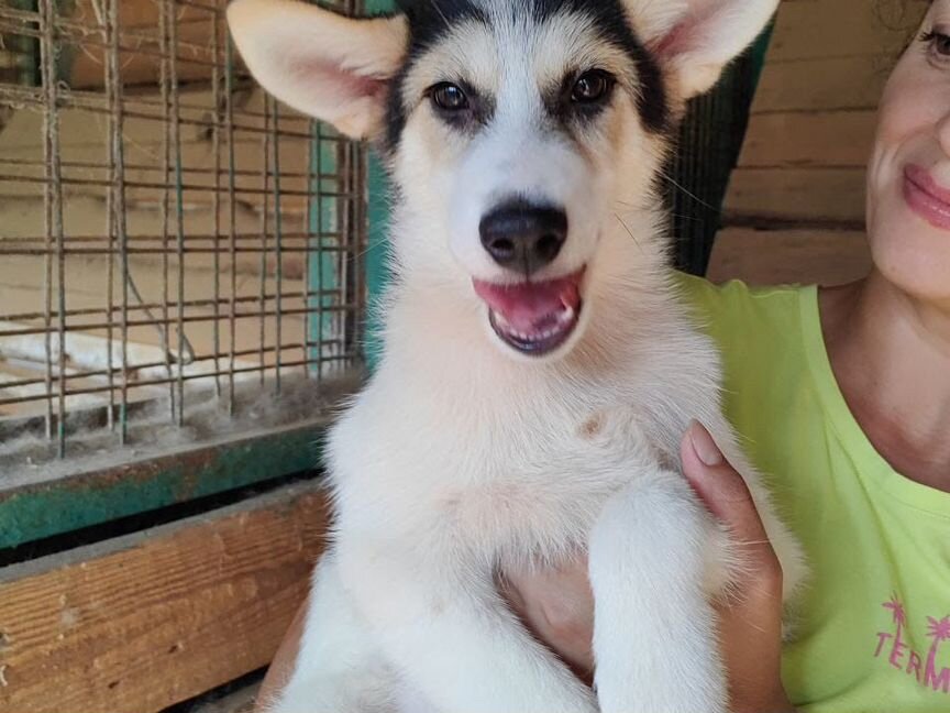 Крохотный щенок в поисках дома