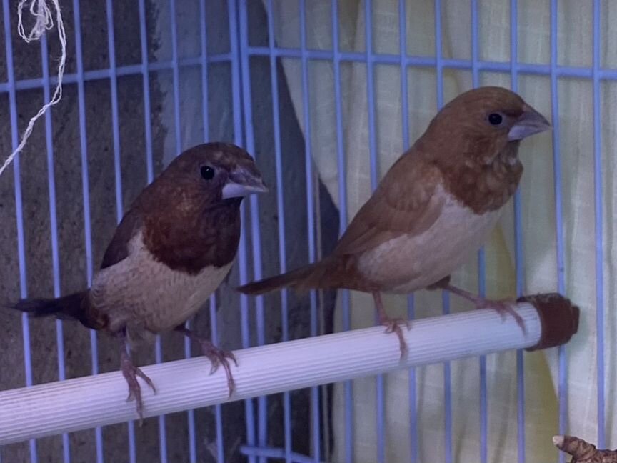 Японская амадина (пара)