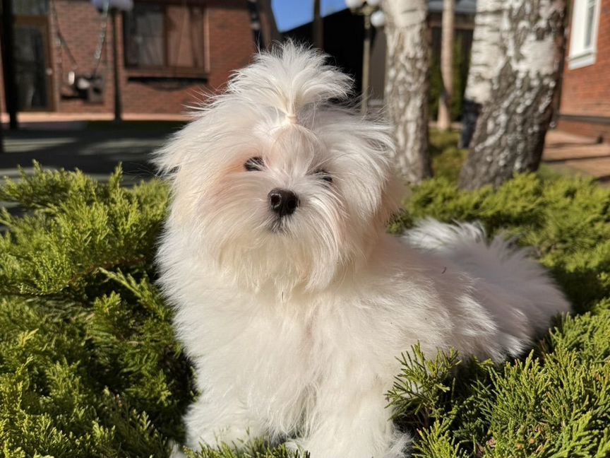 Мальтийская болонка мини мальчик РКФ