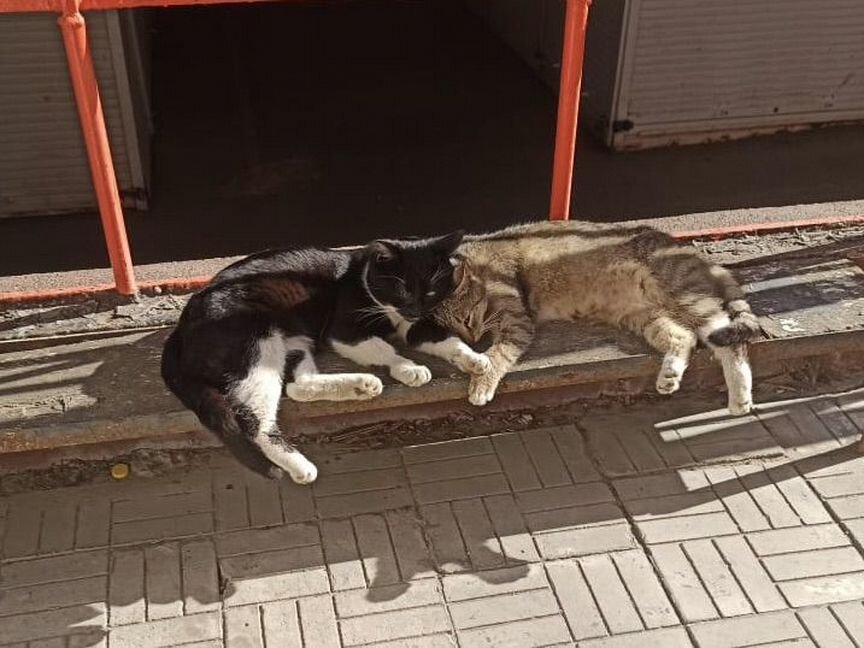 Кошка и котик семья и настоящая любовь