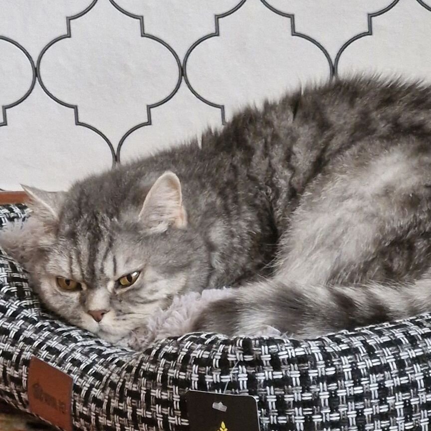 Шотландская прямоухая длинношёрстная, взрослая кошка