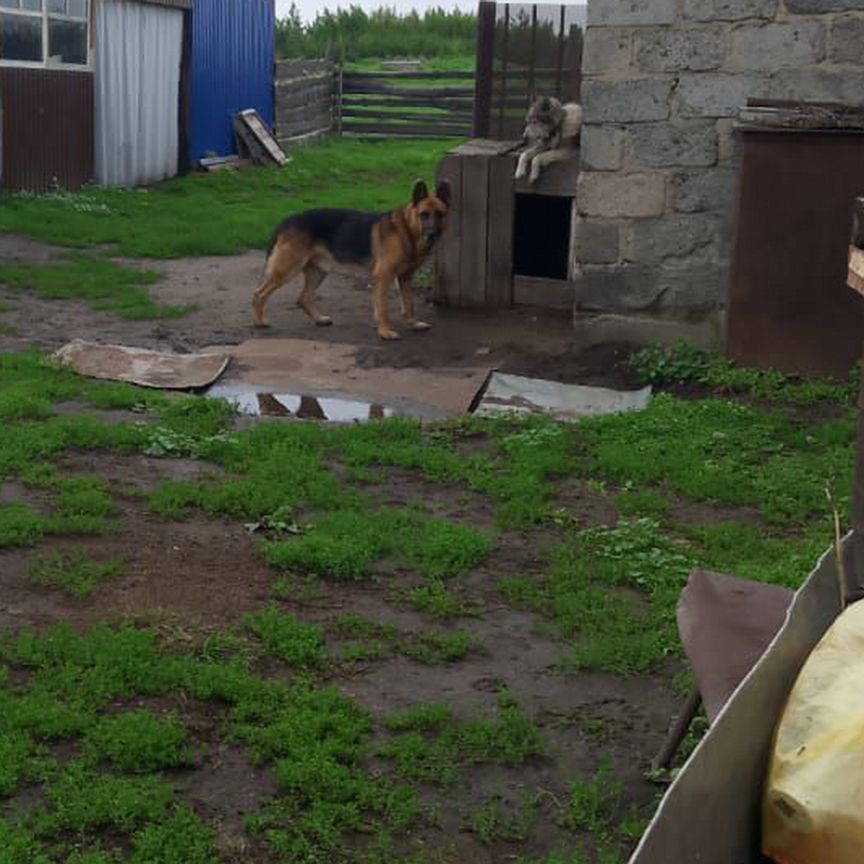Овчарка потеряшка