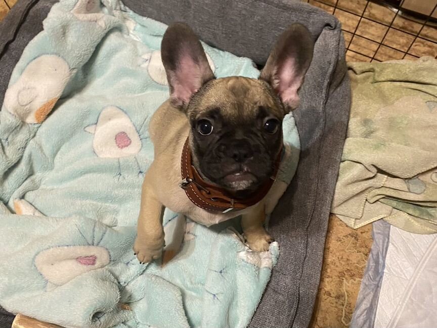 Французский бульдог