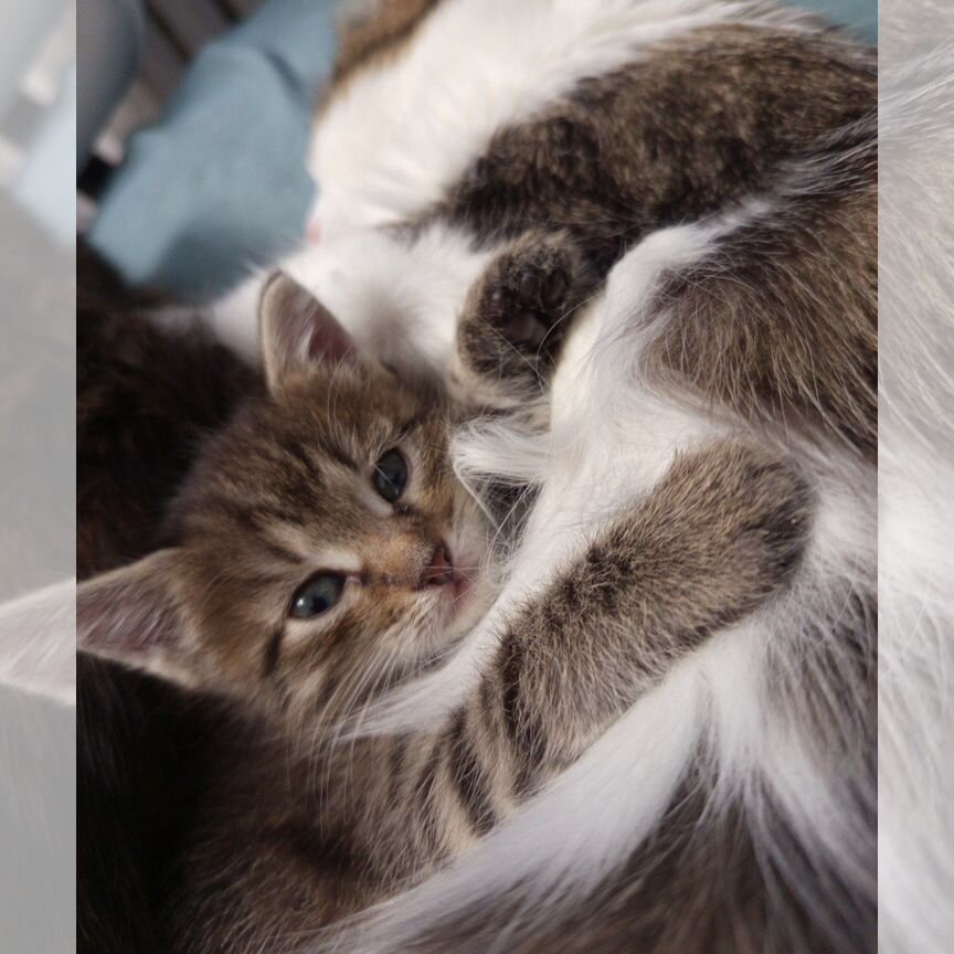 Котёнок в добрые руки