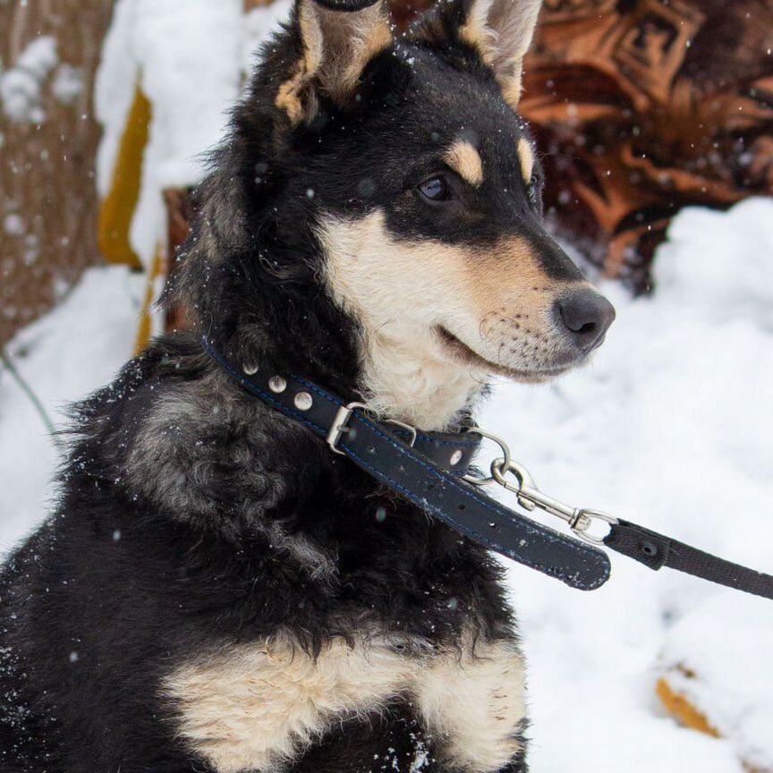 Щенок 6 месяцев мальчик
