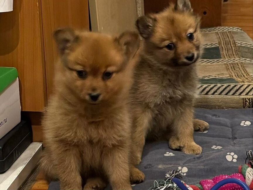 Продажа щенков