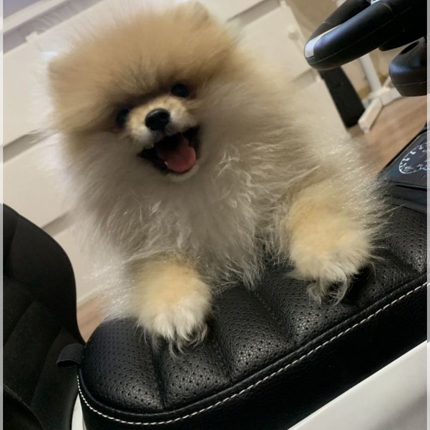 Померанский шпиц, щенок