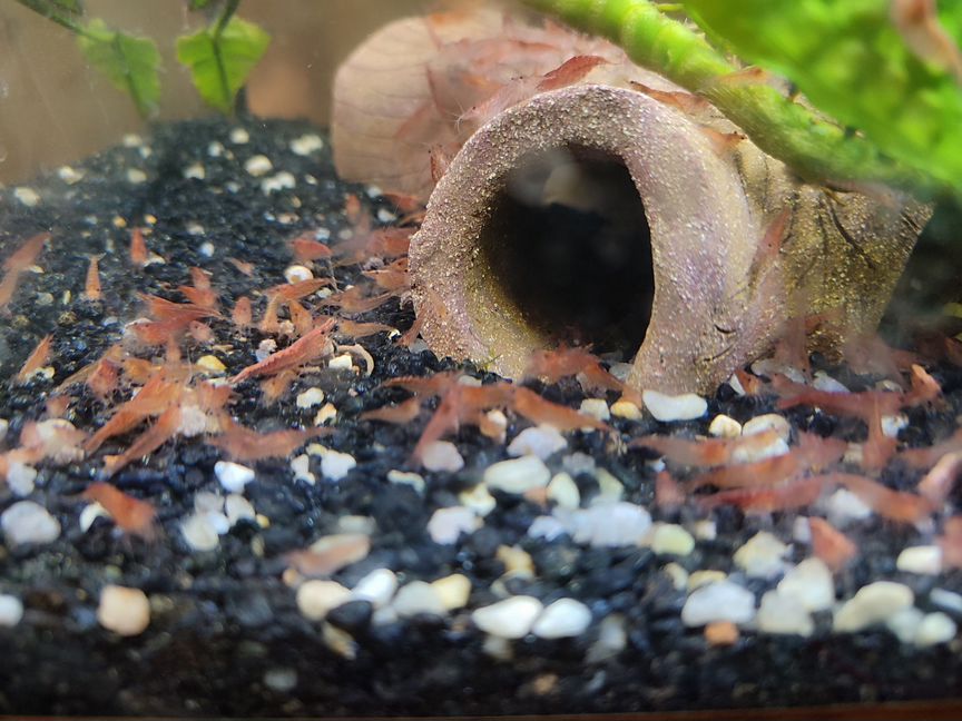 Креветки chery (черри)