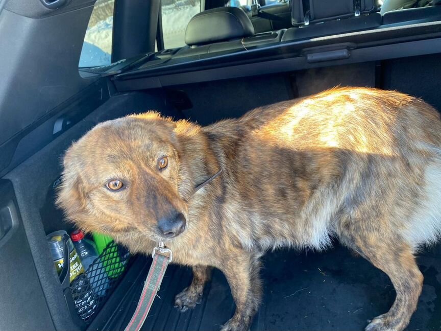 В добрые руки с будкой