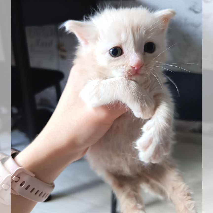 Котёнок от частного владельца