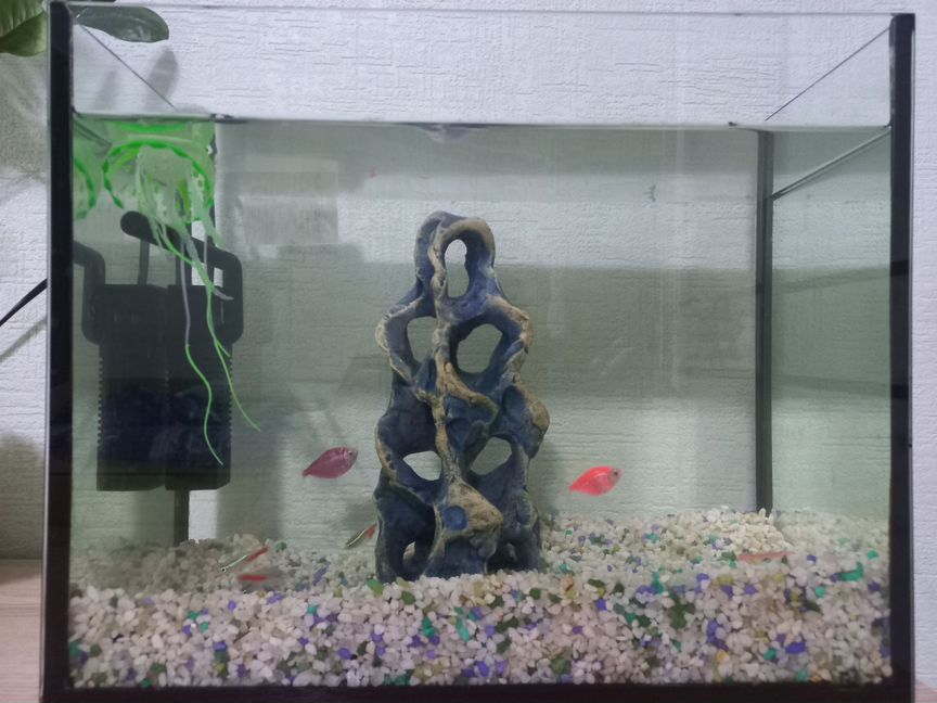 Аквариумные рыбки