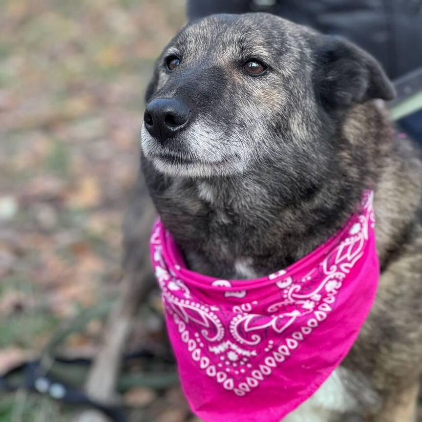 Муся ищет своего человека