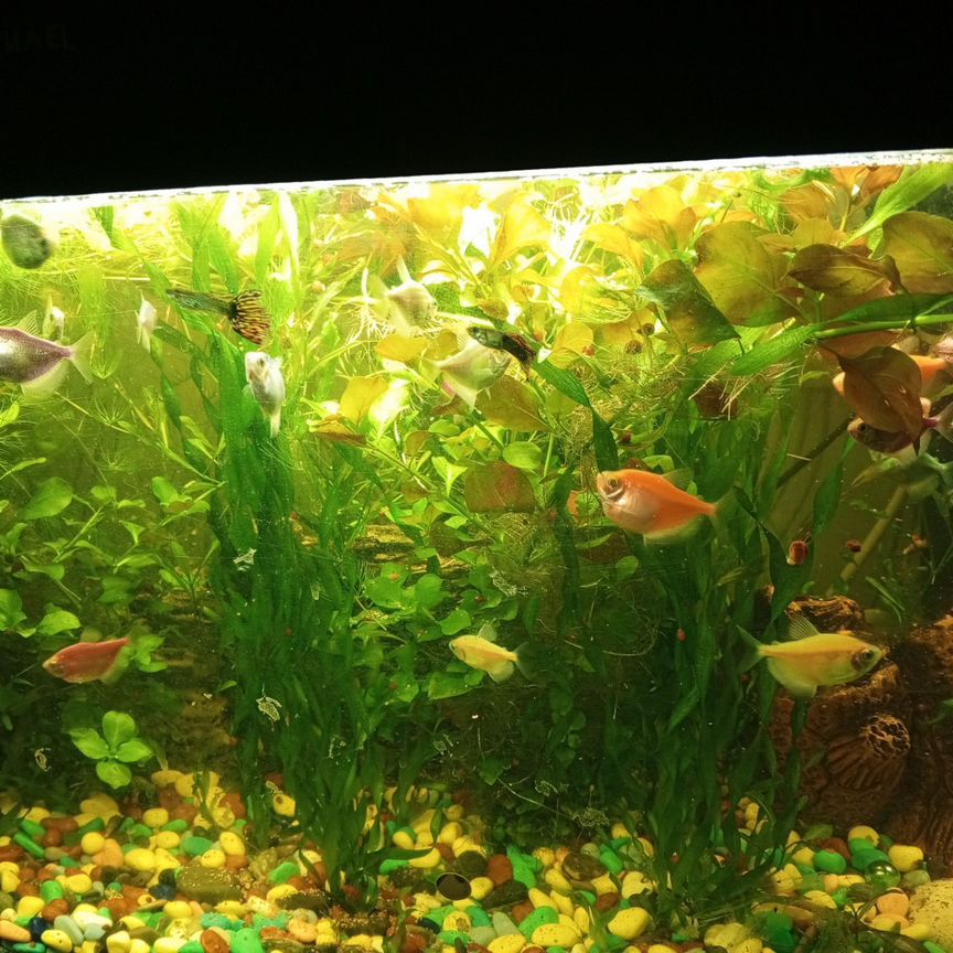 Водоросли для аквариума